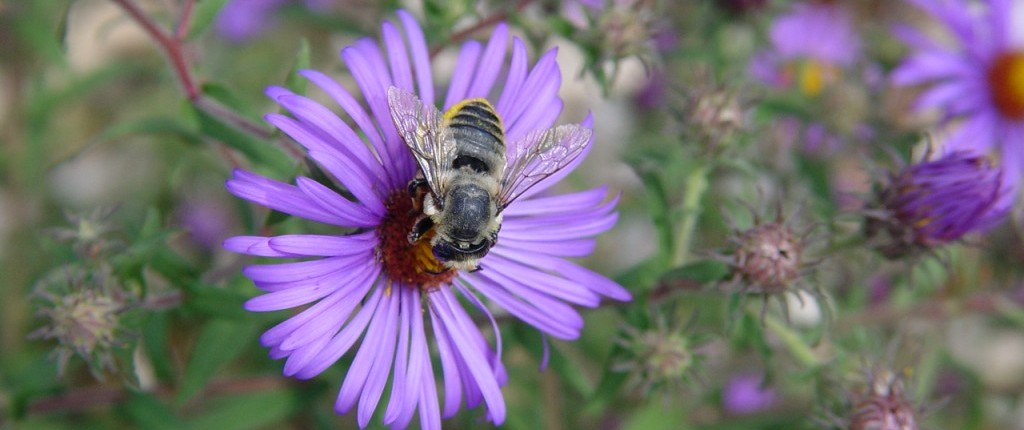 Integrated Crop Pollination May be Key to Success with Many Michigan ...