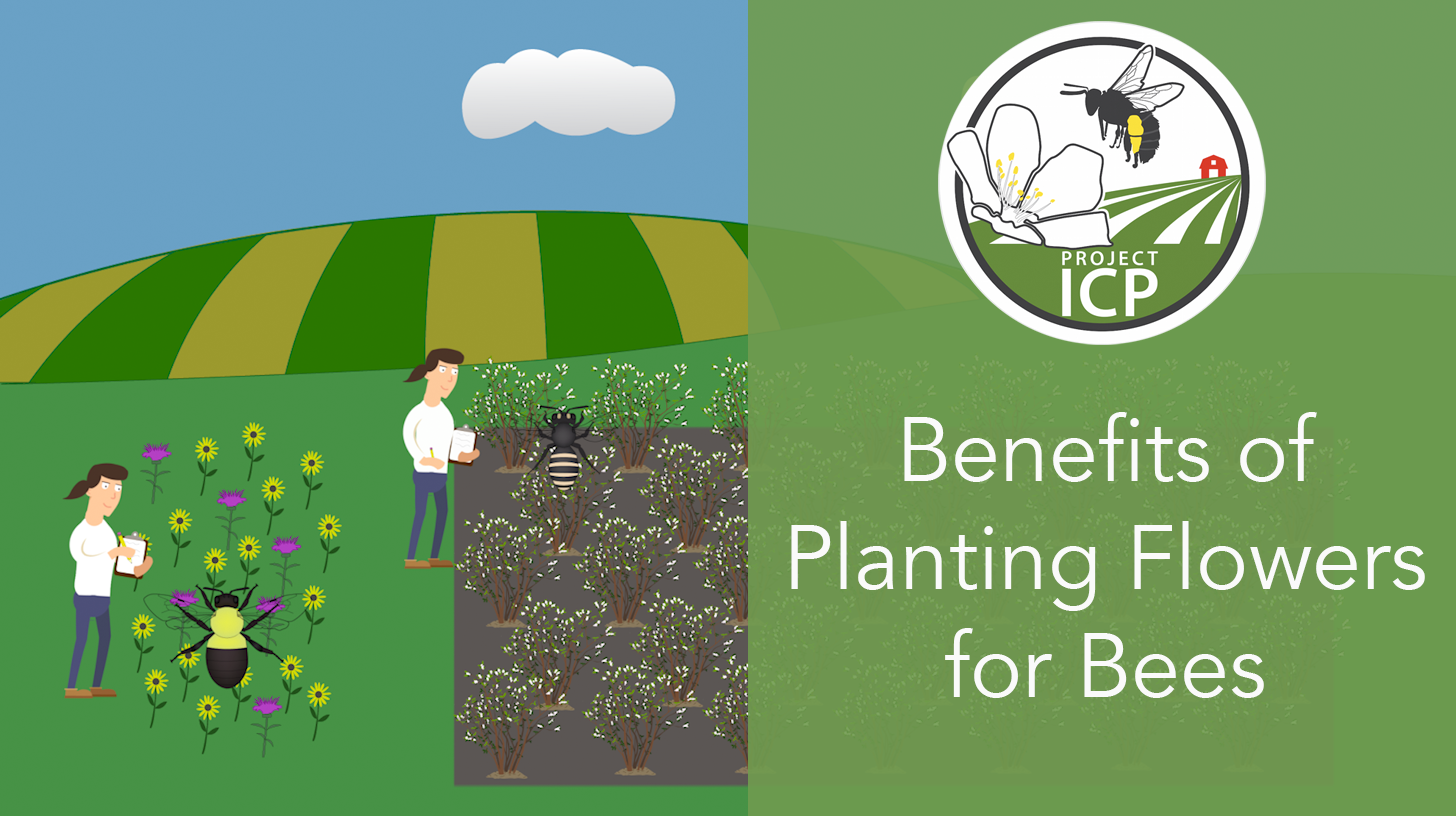 New video: The Benefits of Planting Flowers for Bees | The Integrated ...